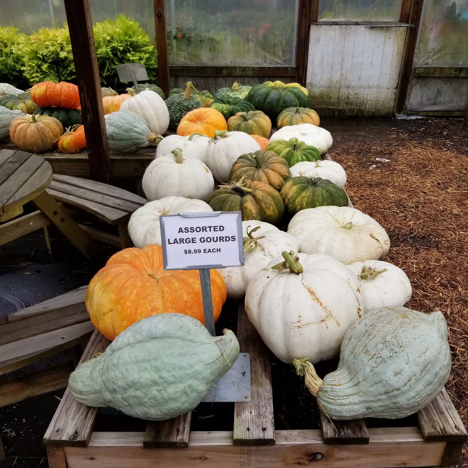 Pumpkin Patch - Little Country Greenhouse
