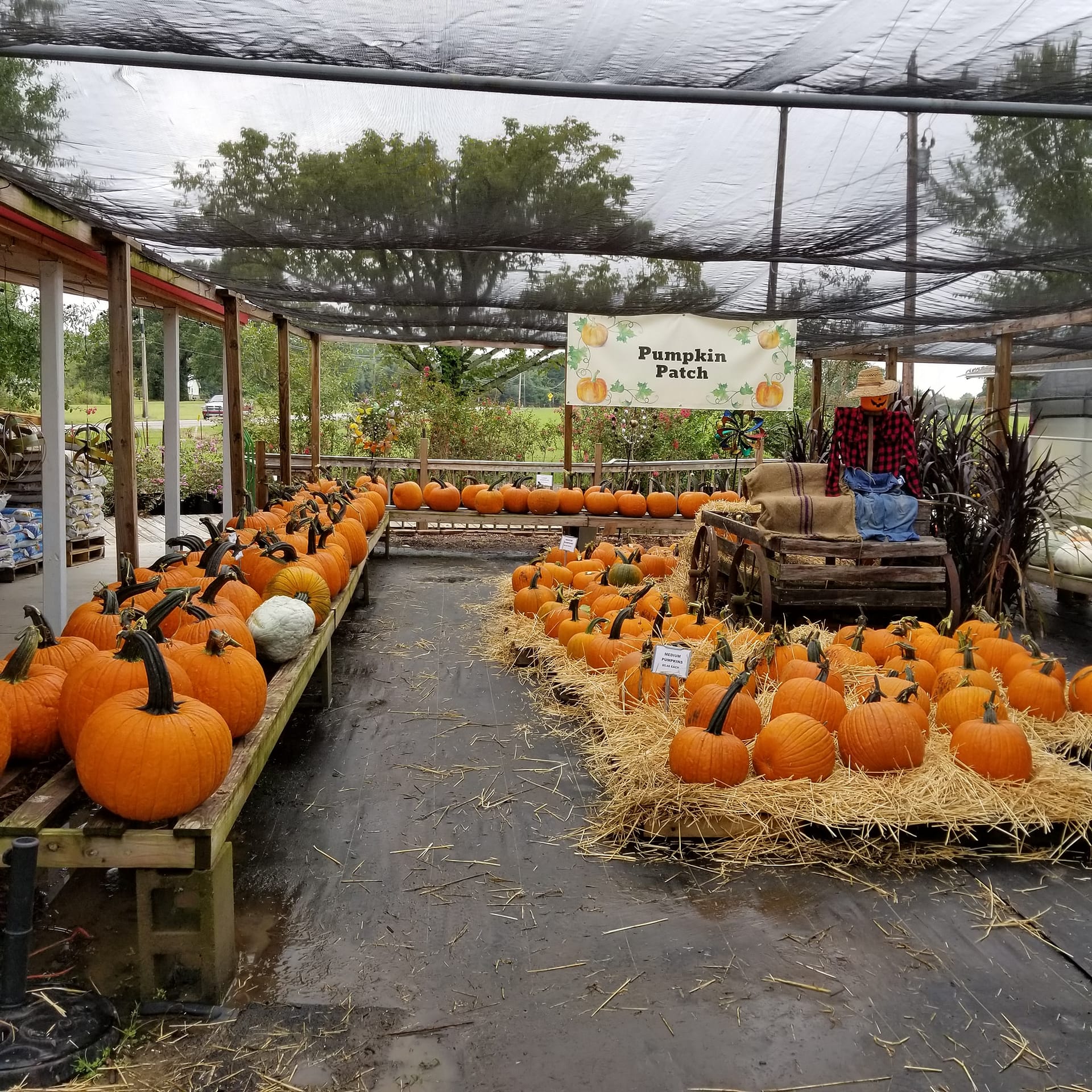 Pumpkin Patch - Little Country Greenhouse