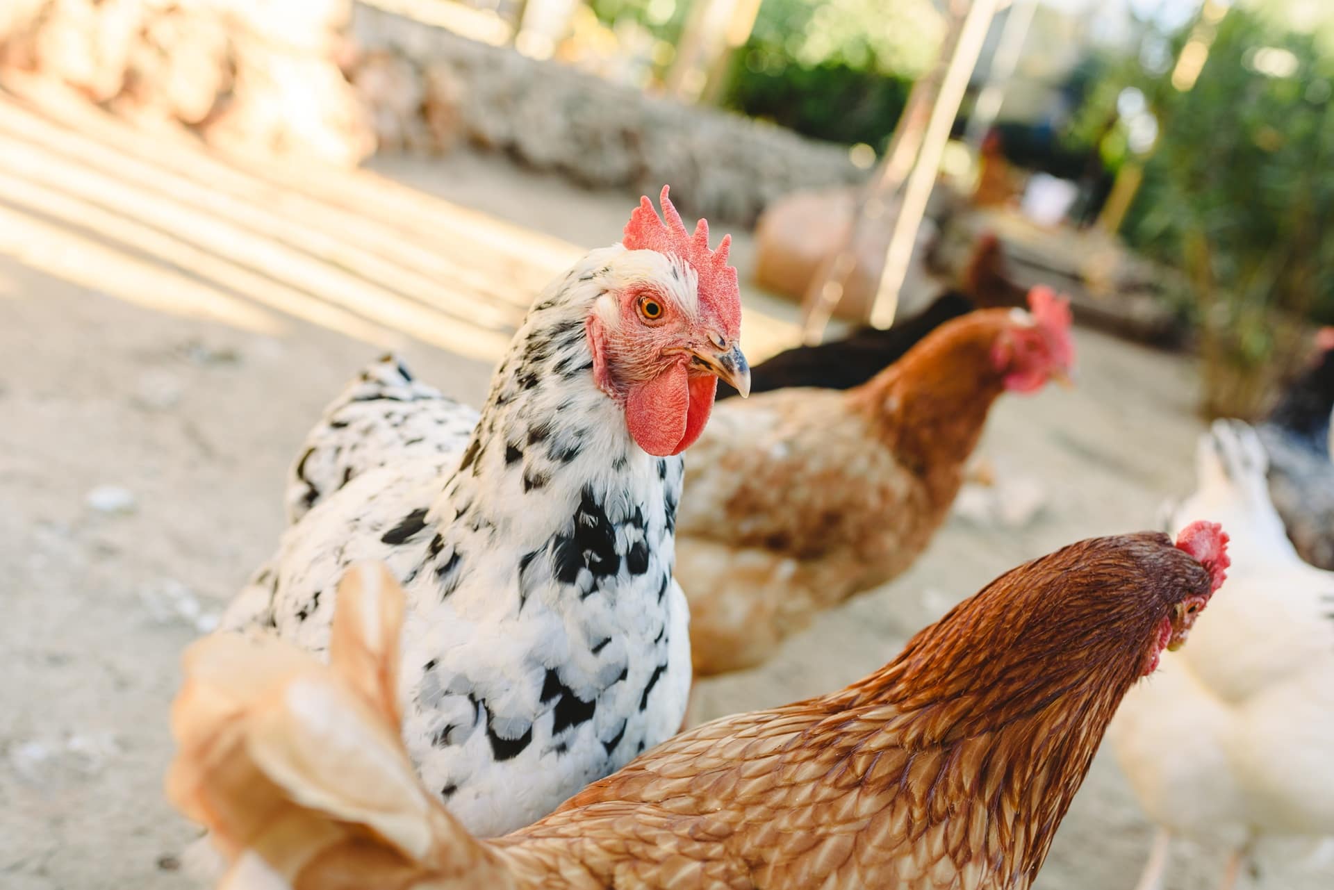 Animal Family at LCG - Little Country Greenhouse